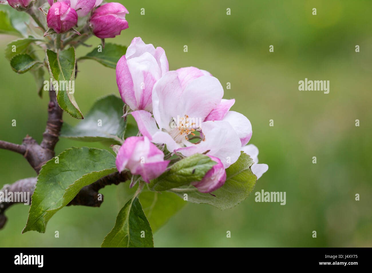 Pink lady tree hi-res stock photography and images - Alamy