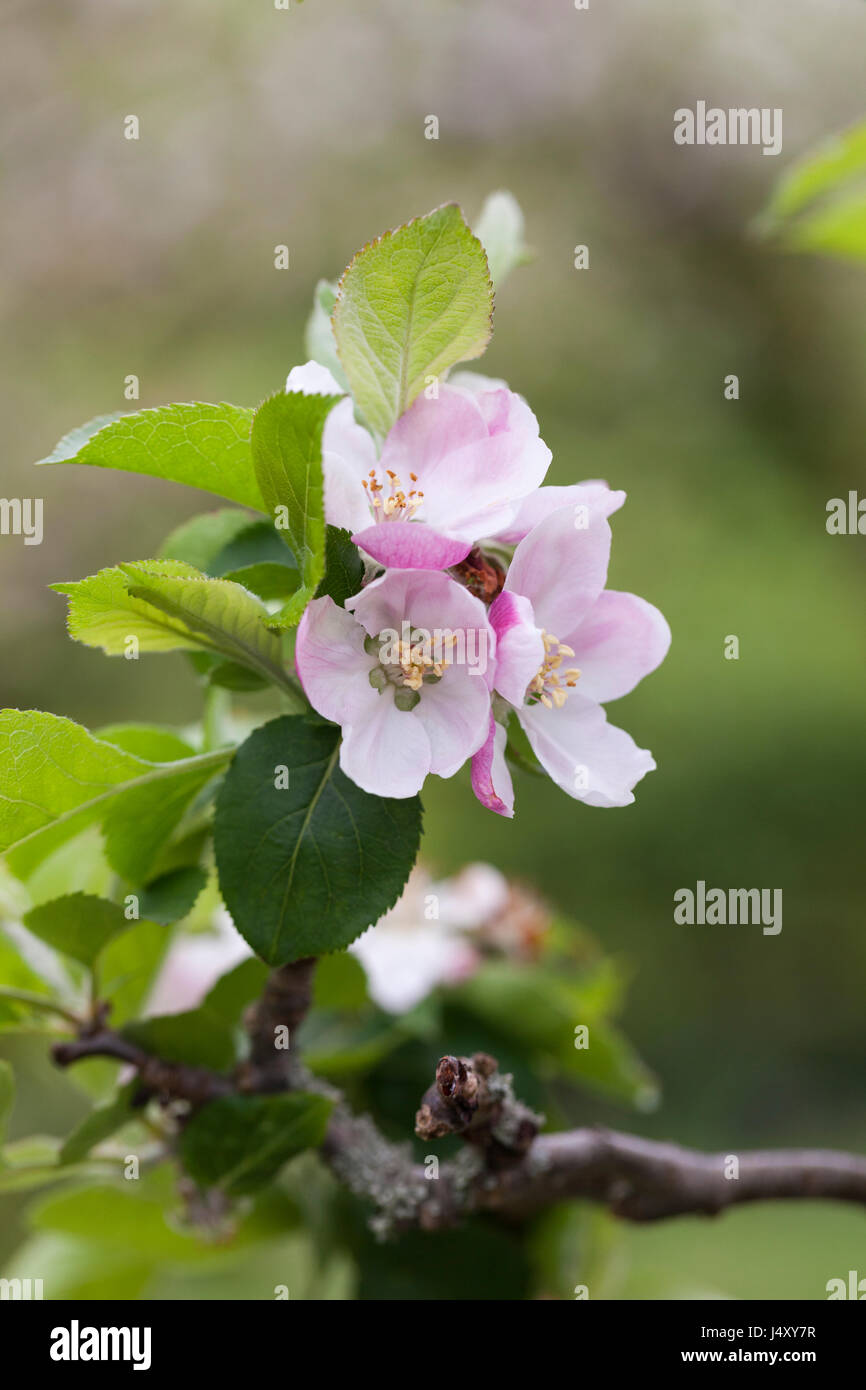 Bramleys seedling flowering hi-res stock photography and images - Alamy