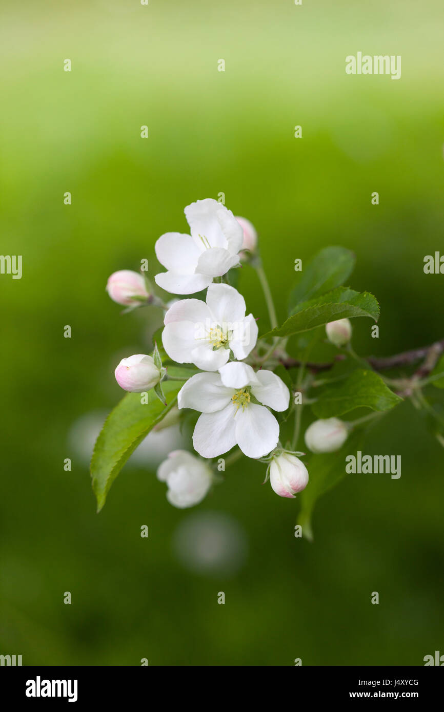 Apple blossom of Malus hupehensis, Hupeh crabapple flowering in an ...