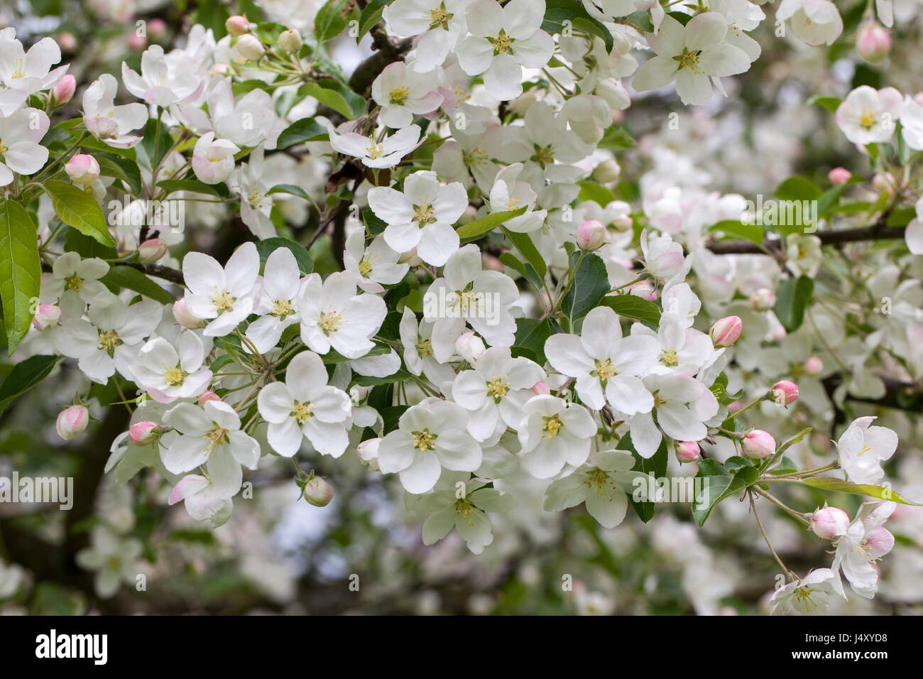 Apple blossom of Malus hupehensis, Hupeh crabapple flowering in an ...