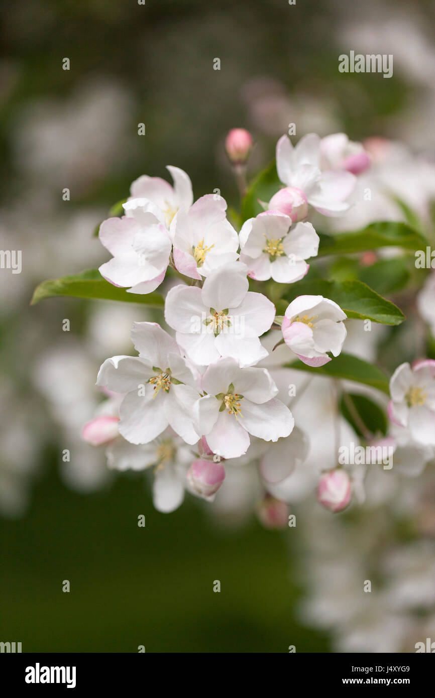 Close up of Apple blossom of Malus hupehensis, Hupeh crabapple ...
