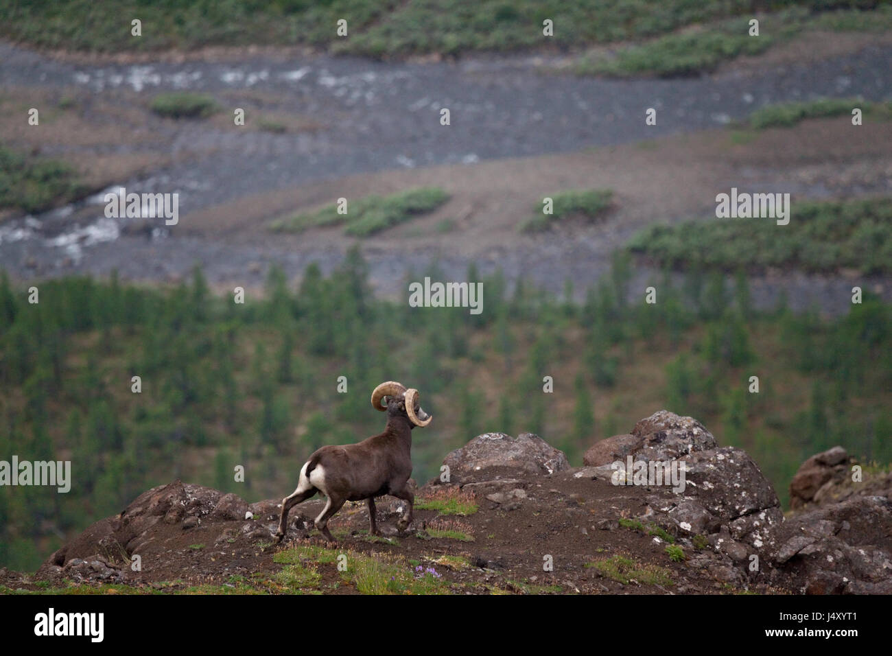 Putorana snow ram (Putorana big horn ram). Dyolochi river. Endemic ...