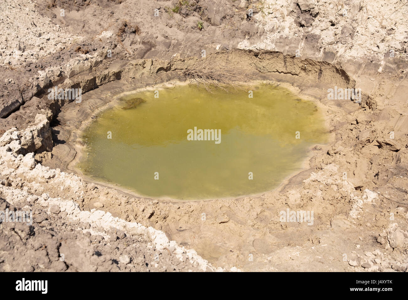 yellow-green mud puddles in sand in day Stock Photo - Alamy