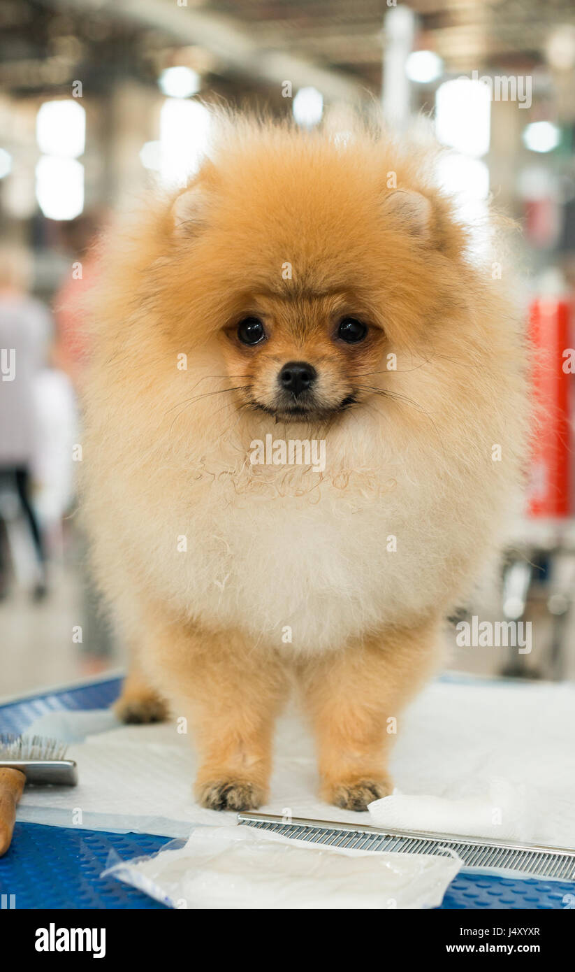 Miniature pomeranian dog hi-res stock photography and images - Alamy