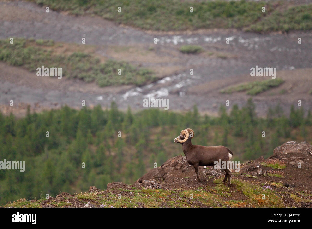 Putorana snow ram (Putorana big horn ram). Dyolochi river. Endemic ...