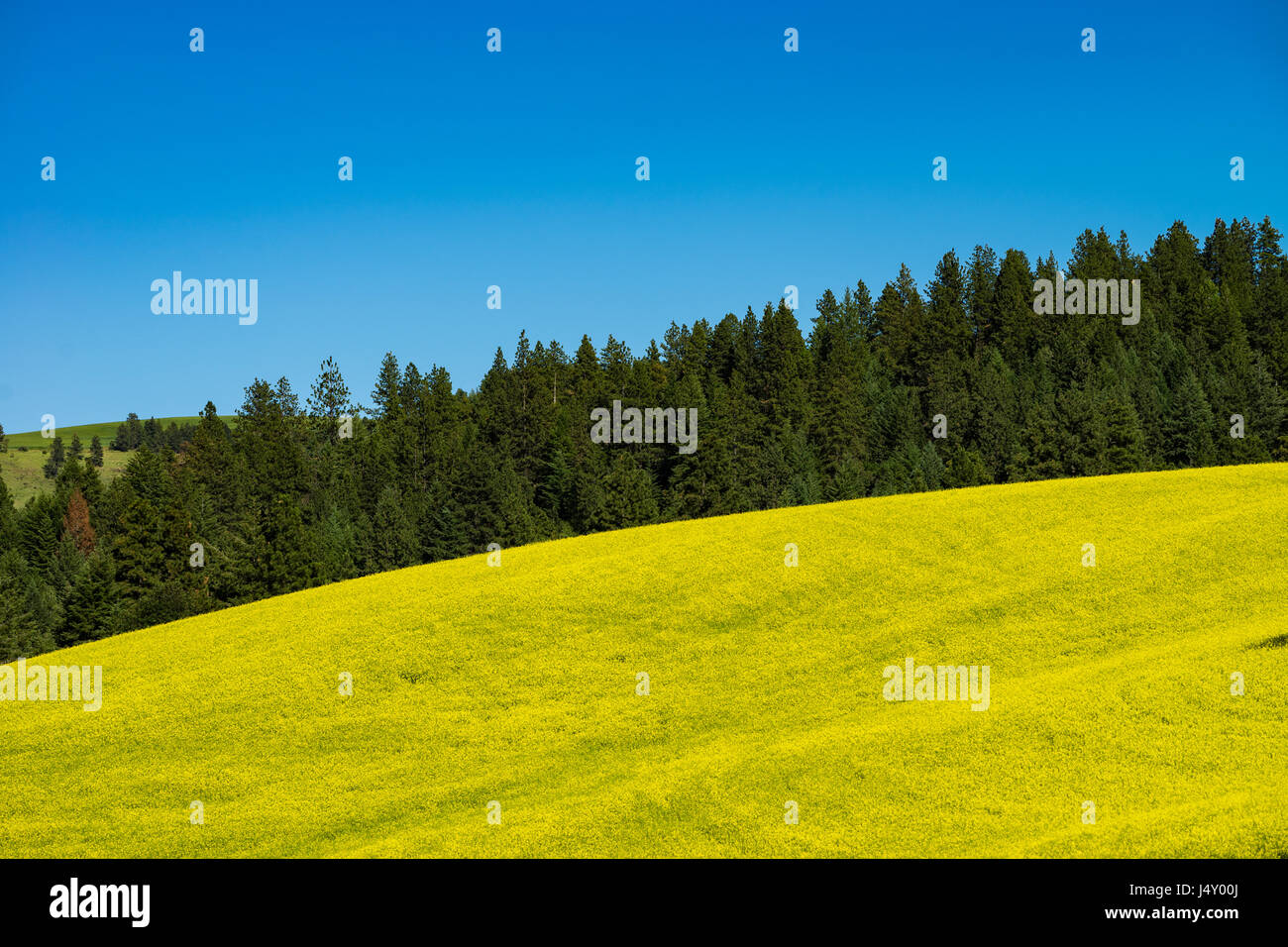Fields of canola flowers in Palouse region of Washington state Stock ...