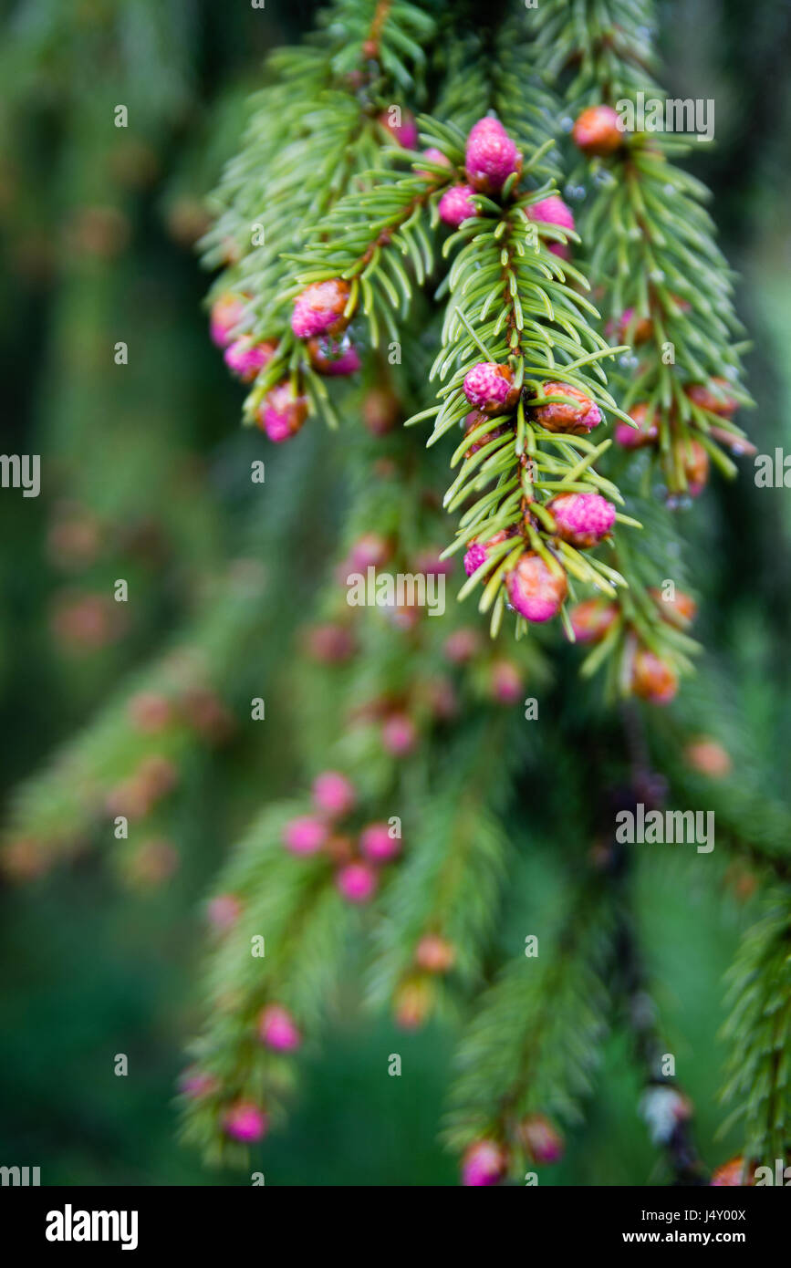 Young branch of spruce tree with conifer cones, focused on single pink ...