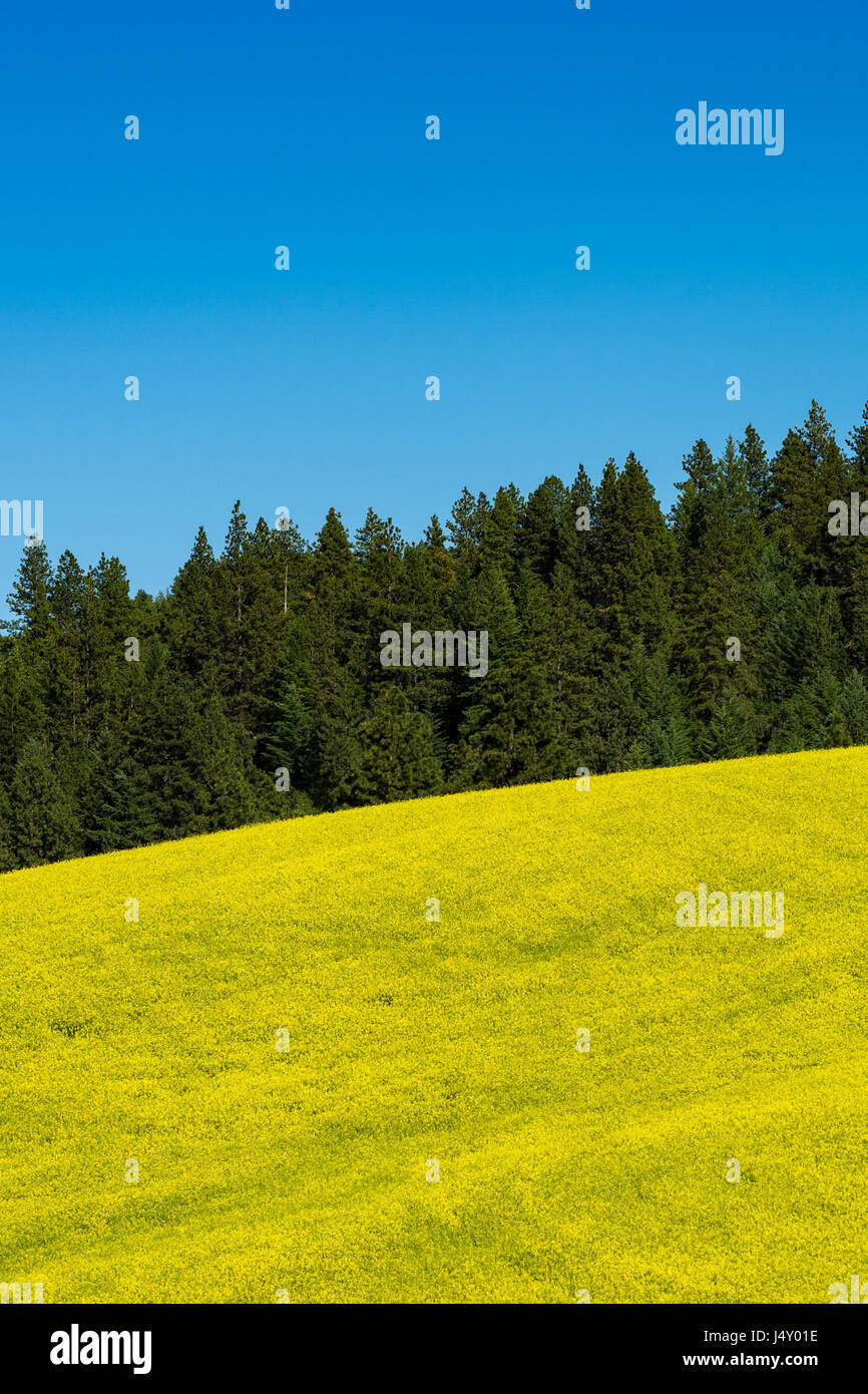 Fields of canola flowers in Palouse region of Washington state Stock ...