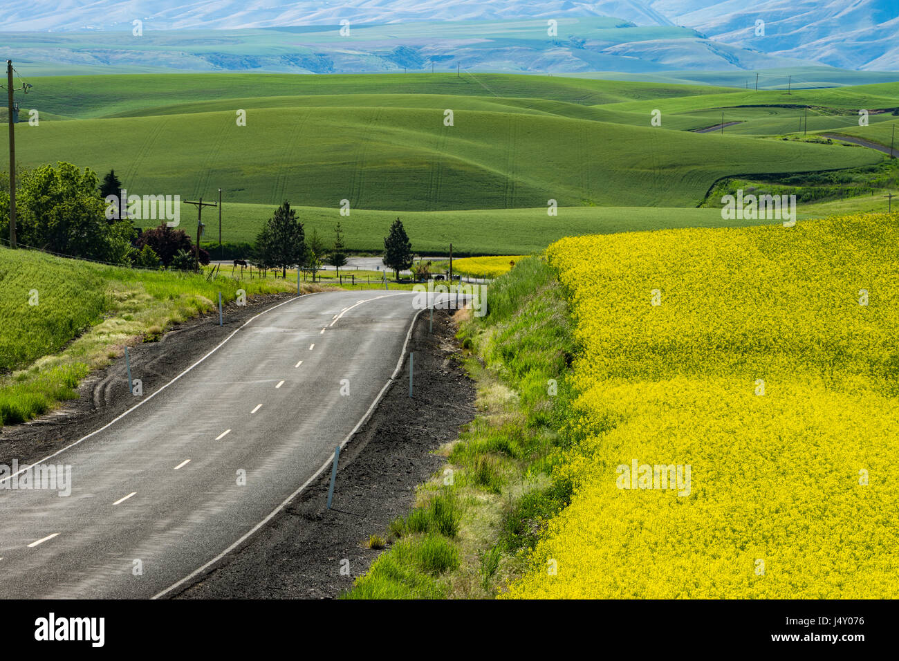 Paved highway passing through canola fields and hills in Palouse region ...