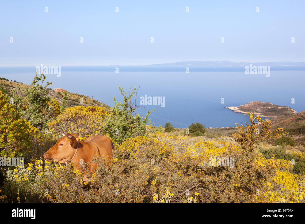 Feeding cow greece hi-res stock photography and images - Alamy