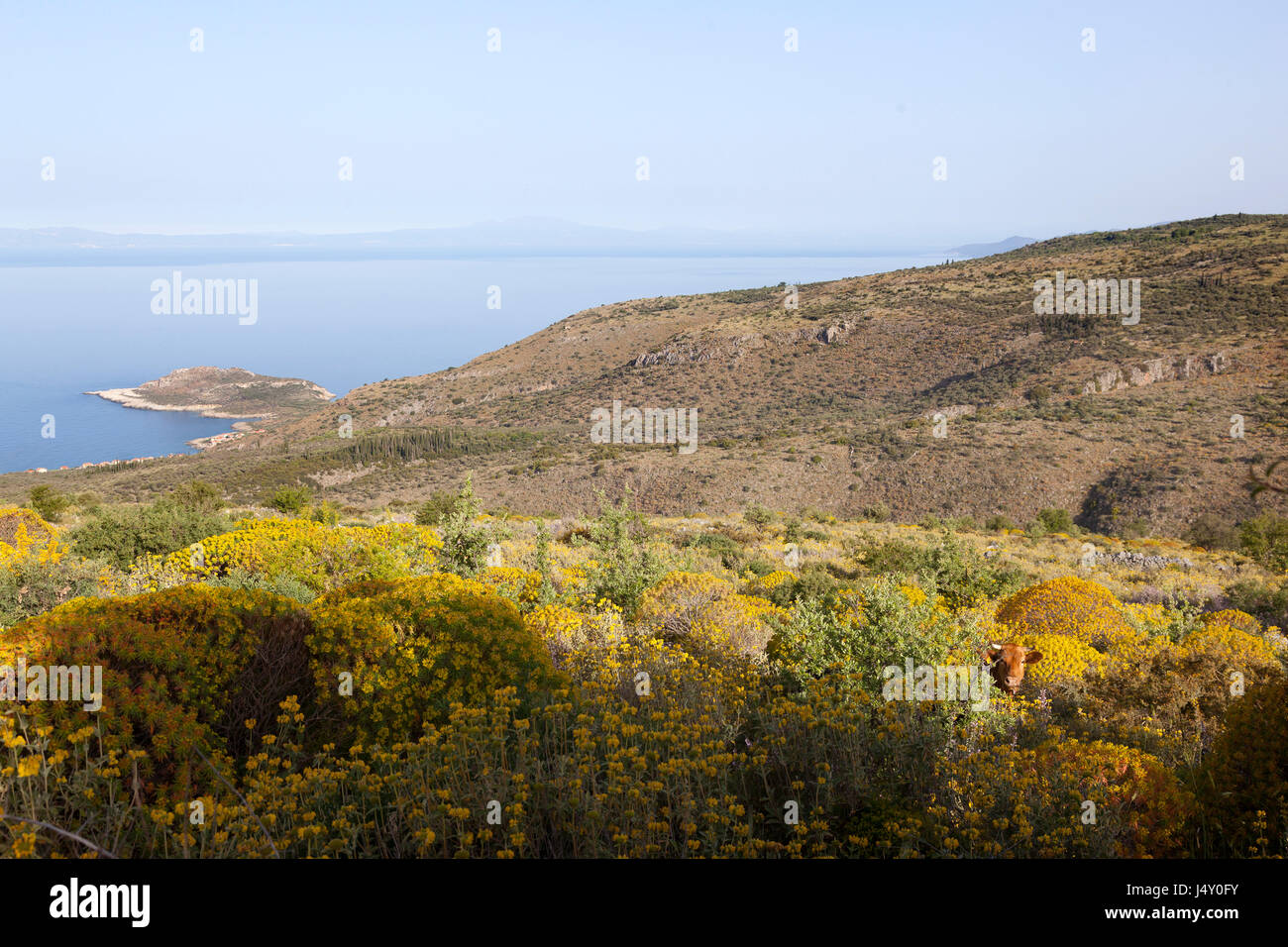 colorful greek mountain landscape with flowers on peloponnese and blue ...