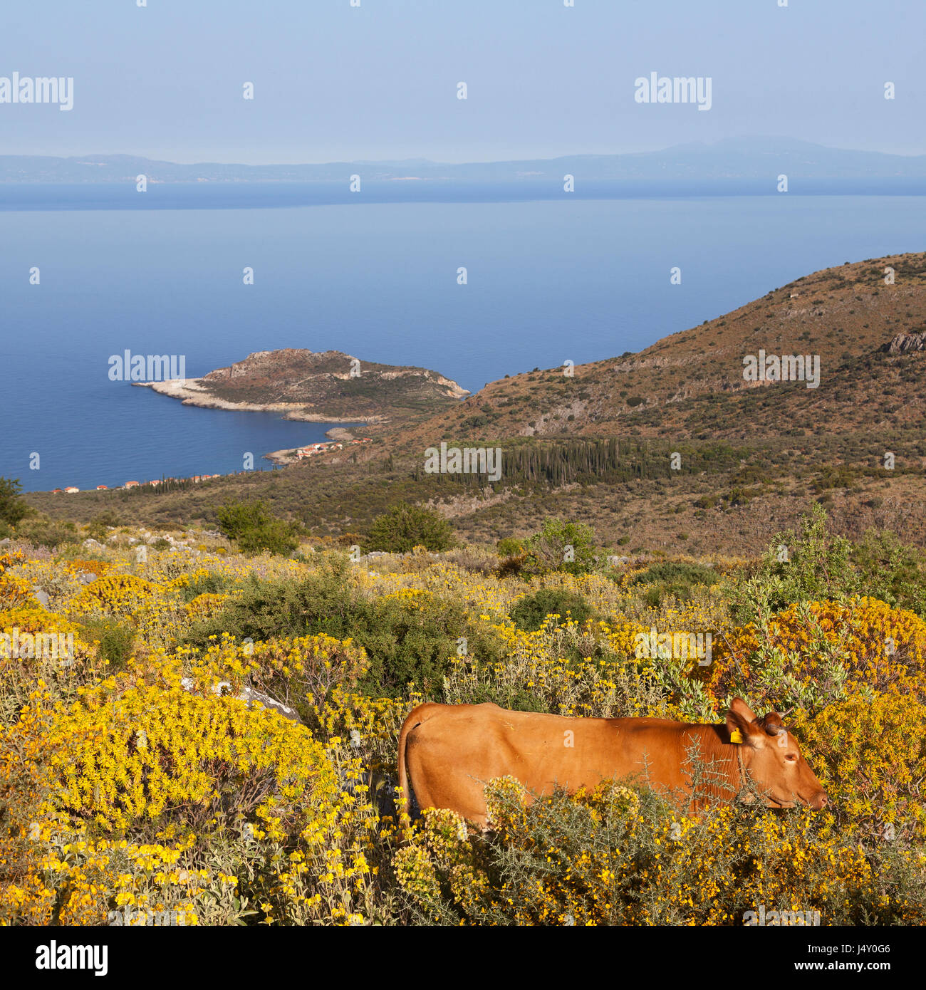 brown cow in colorful greek mountain landscape with flowers on ...