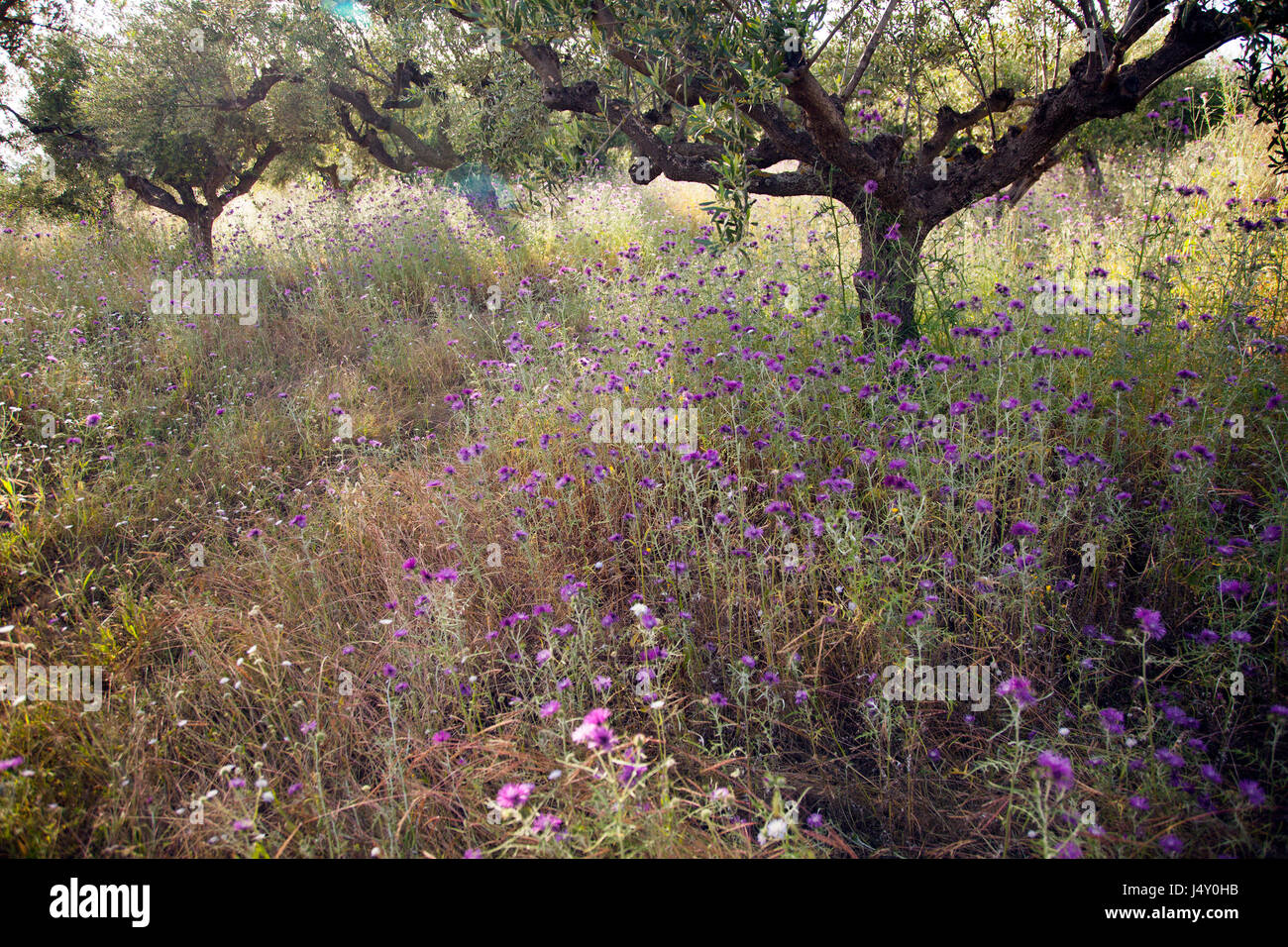olive trees and purple thistle flowers near stoupa in mani on greek ...