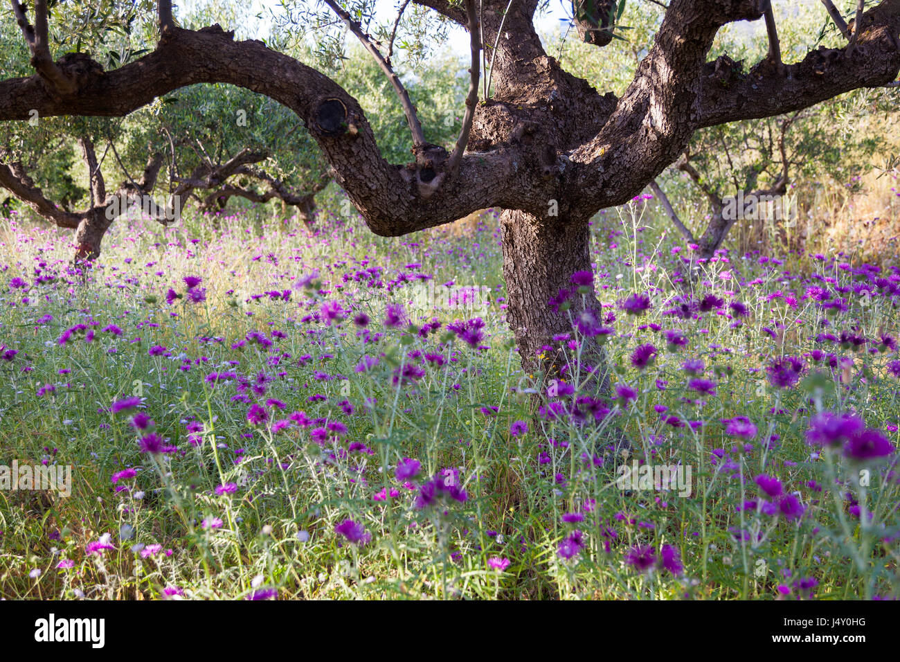 olive trees and purple thistle flowers near stoupa in mani on greek ...