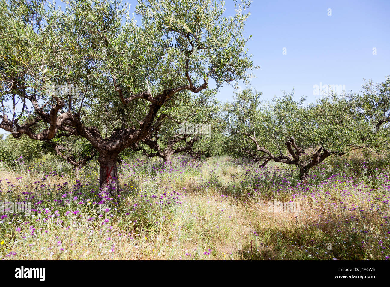 olive trees and purple thistle flowers near stoupa in mani on greek ...