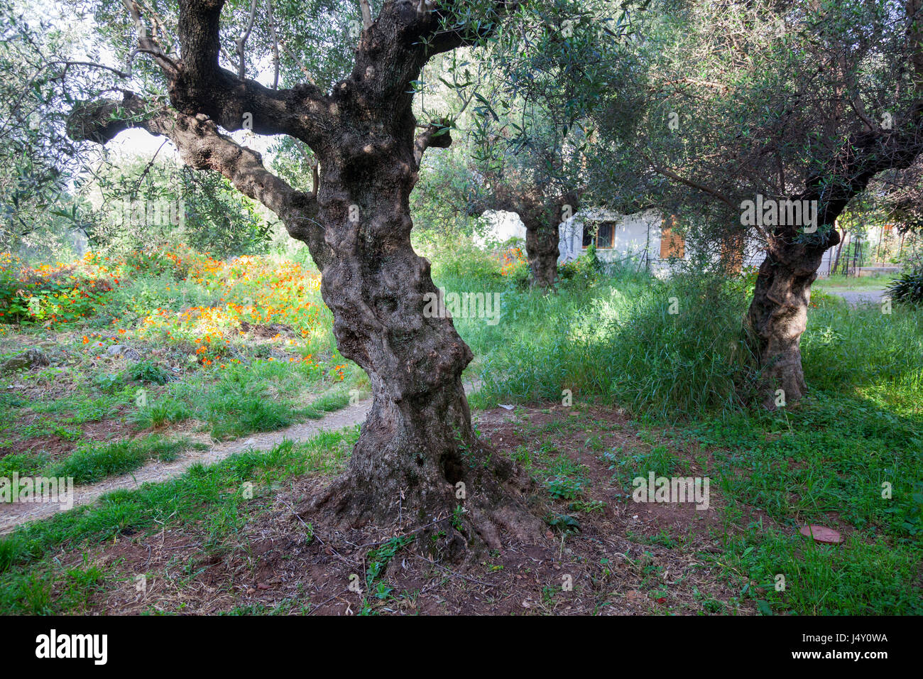 Olive tree and spring flowers greece hi-res stock photography and ...
