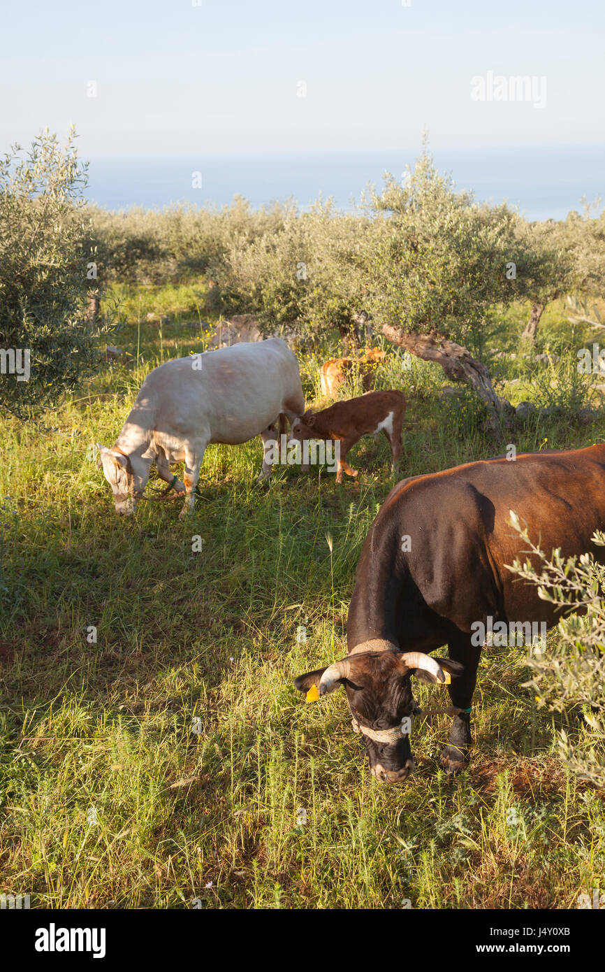 cows and calf between olive trees with blue sea in the background in ...