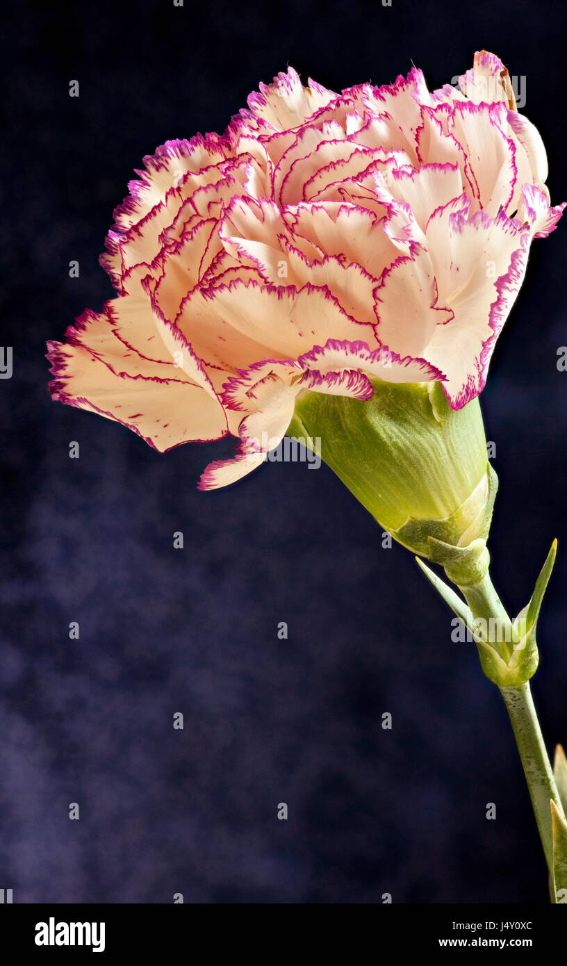 Single white purple Terry carnation flower dark background Macro shot ...