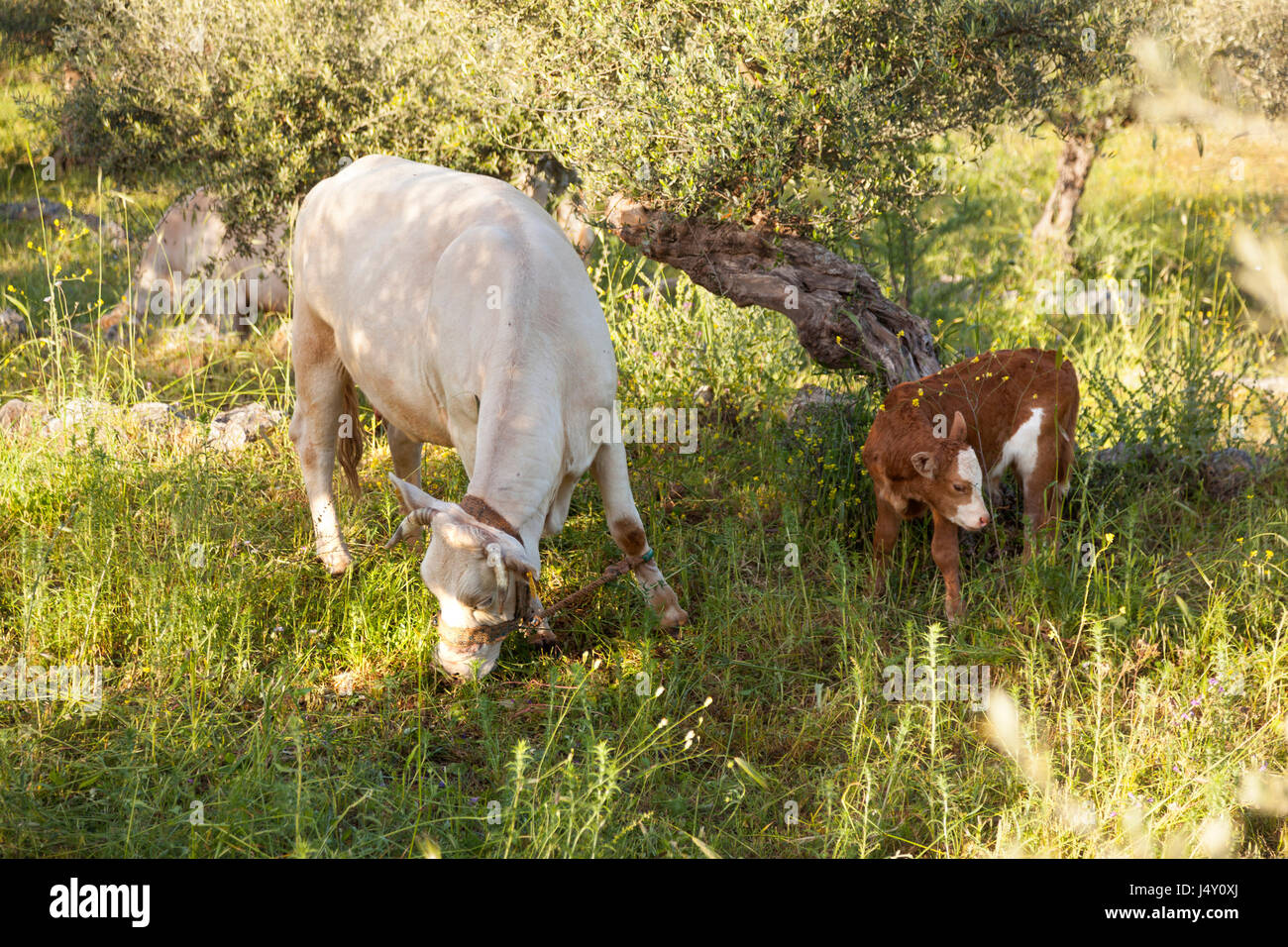 cow and calf between olive trees with blue sea in the background in ...