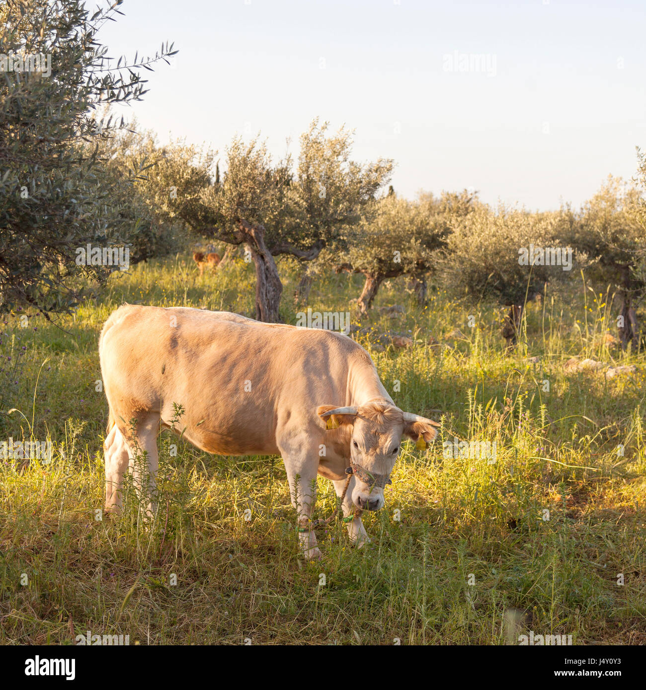 Feeding cow greece hi-res stock photography and images - Alamy