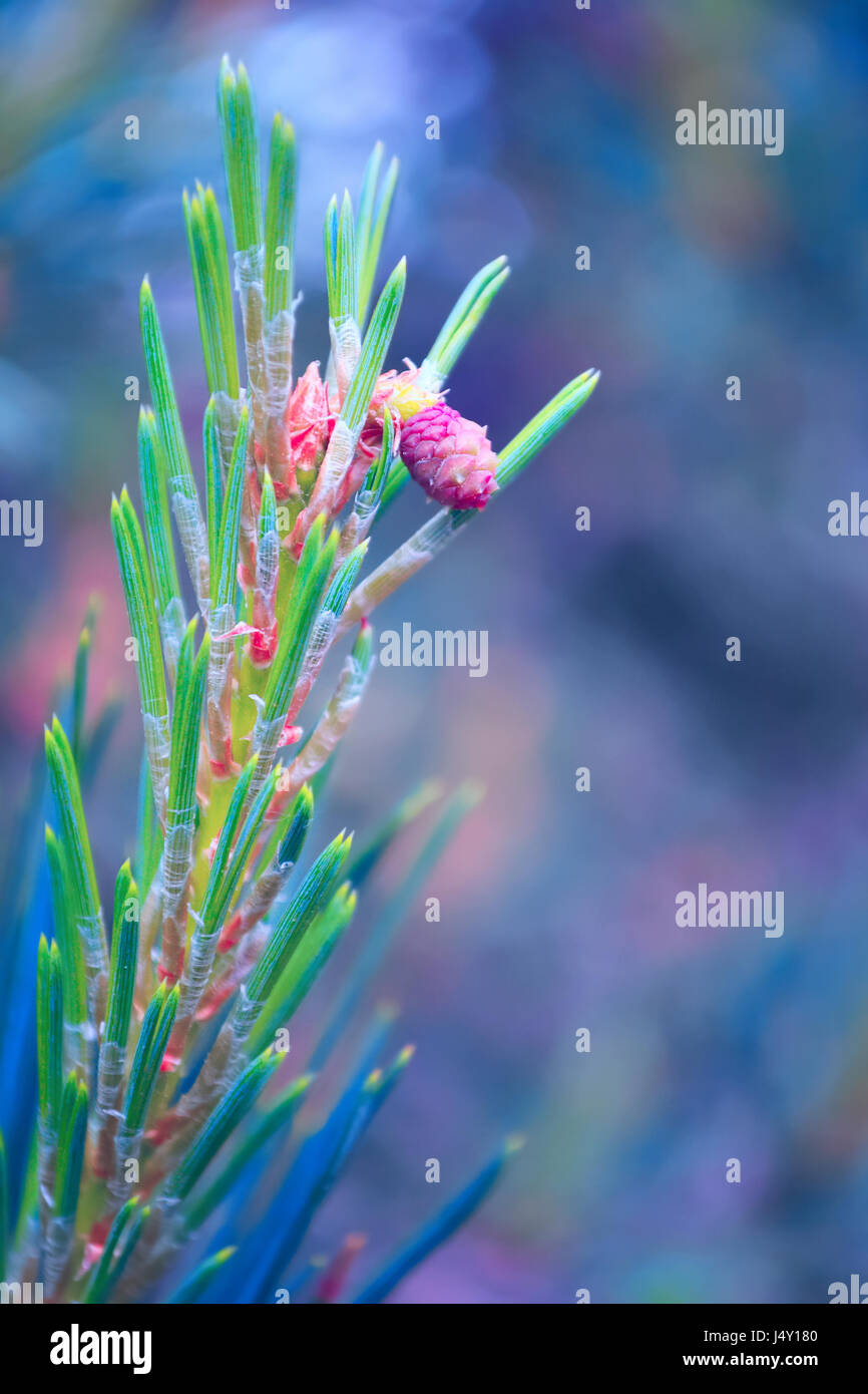 Pine buds are swelling in spring Stock Photo - Alamy