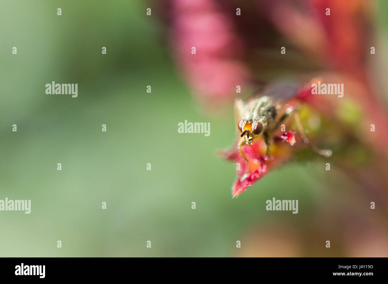 Rose insects hi-res stock photography and images - Alamy