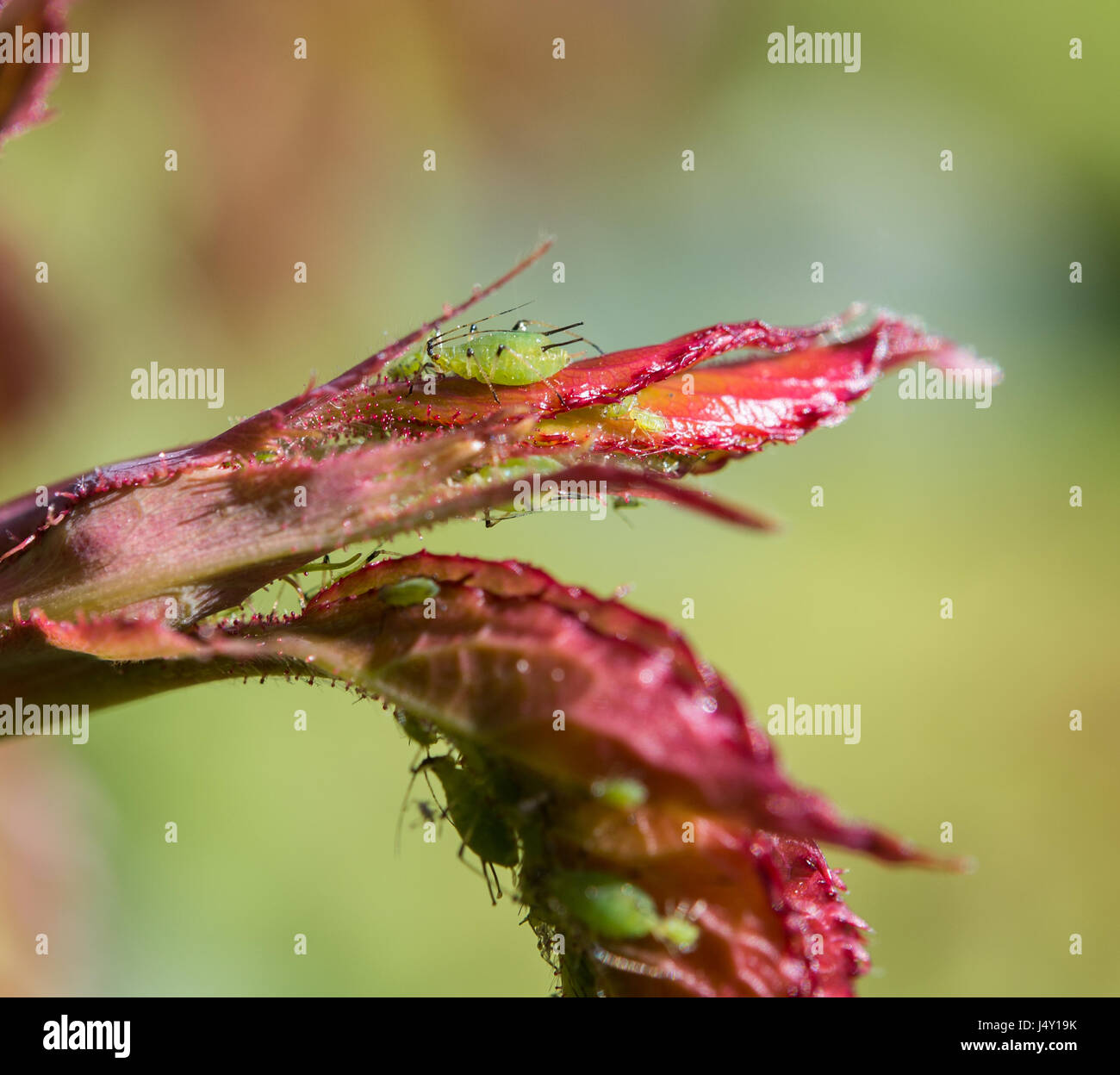 Mother greenfly gives birth to live young greenflies on a rose leaf ...
