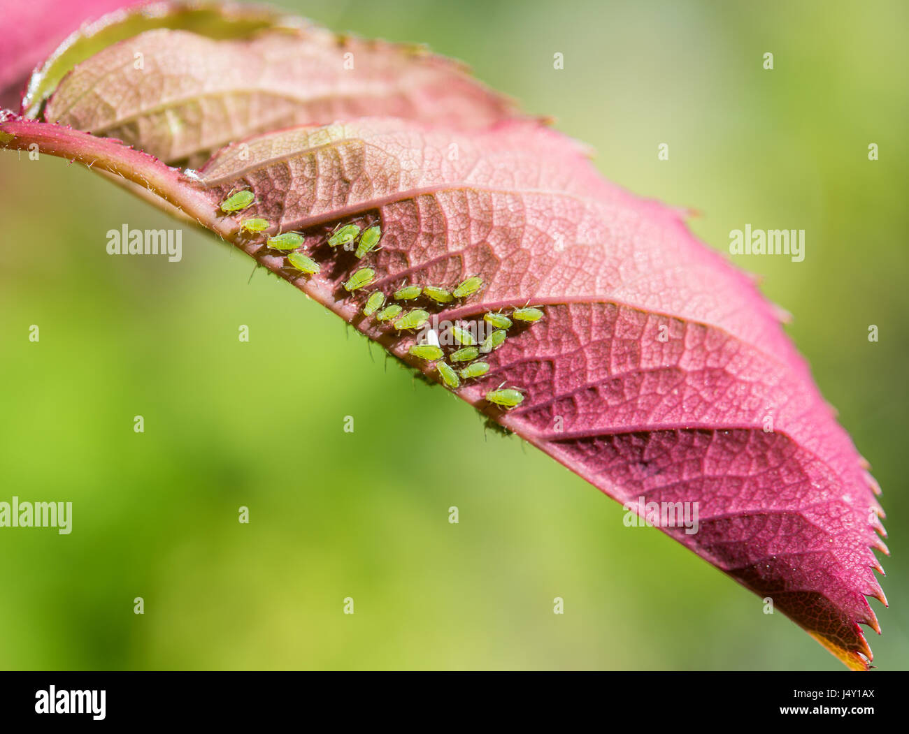 Infested aphid aphids hi-res stock photography and images - Alamy