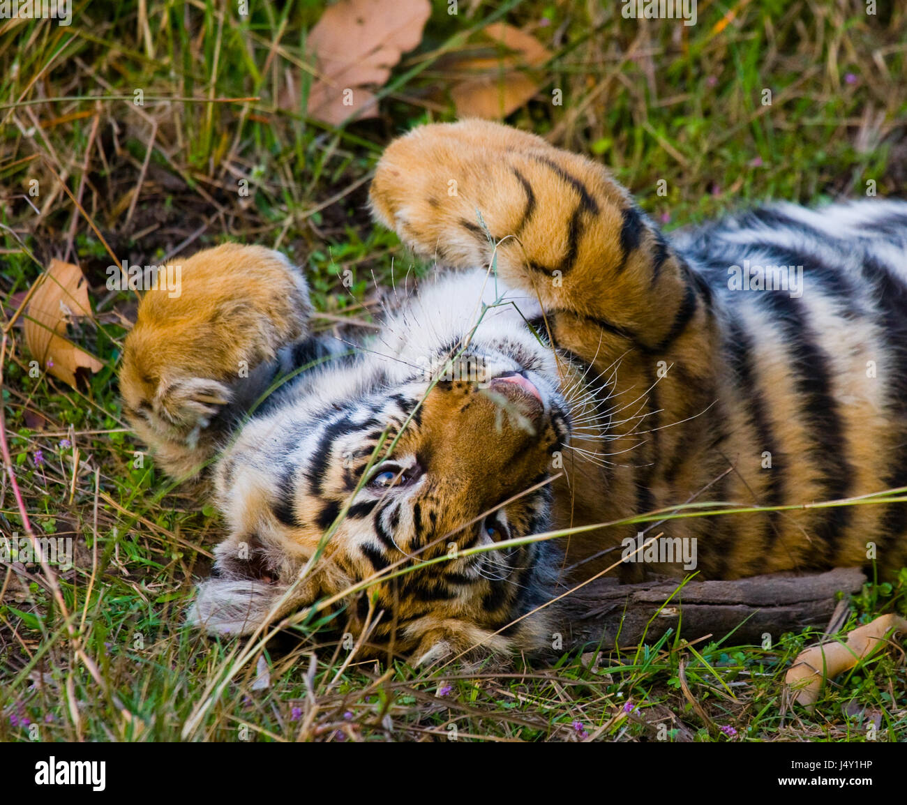 The cub wild tiger lying on the grass. India. Bandhavgarh National Park ...