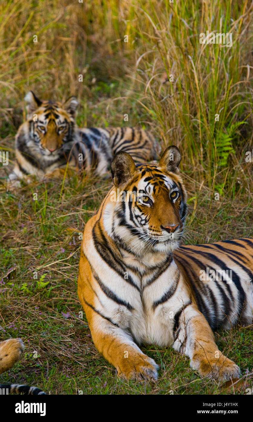 Mother and cub wild Bengal tiger in the grass. India. Bandhavgarh ...