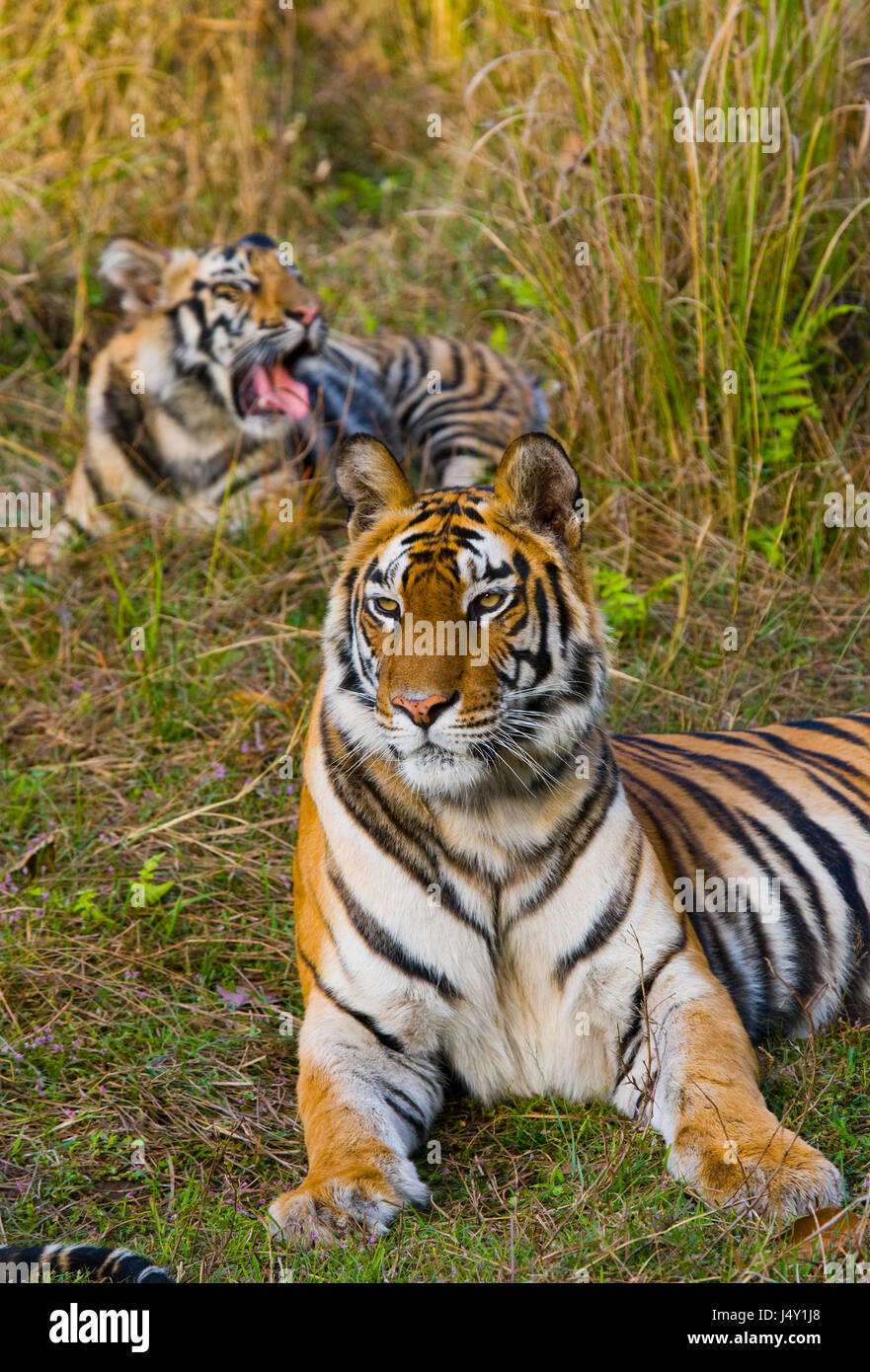 Mother and cub wild Bengal tiger in the grass. India. Bandhavgarh ...