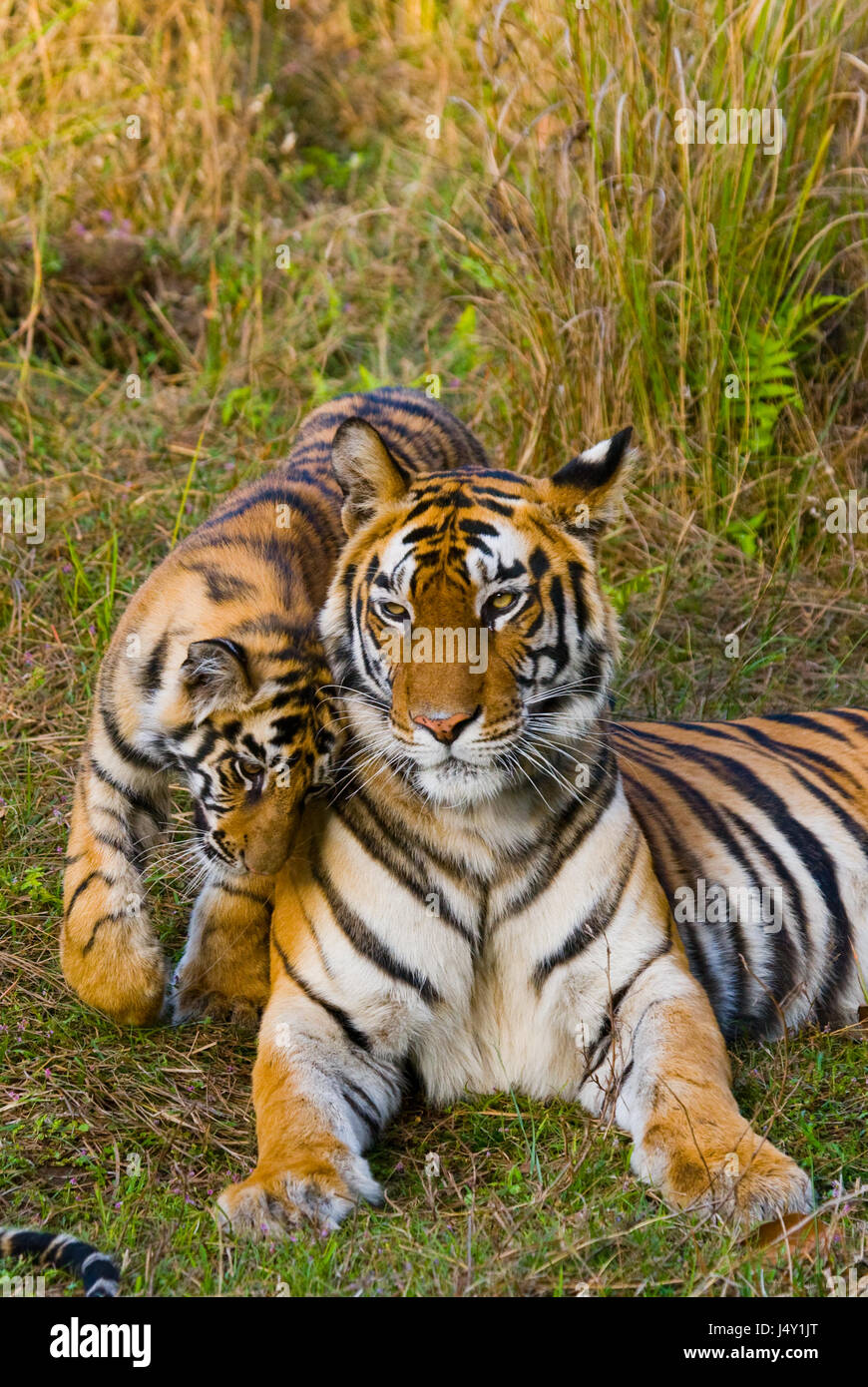 Mother and cub wild Bengal tiger in the grass. India. Bandhavgarh ...
