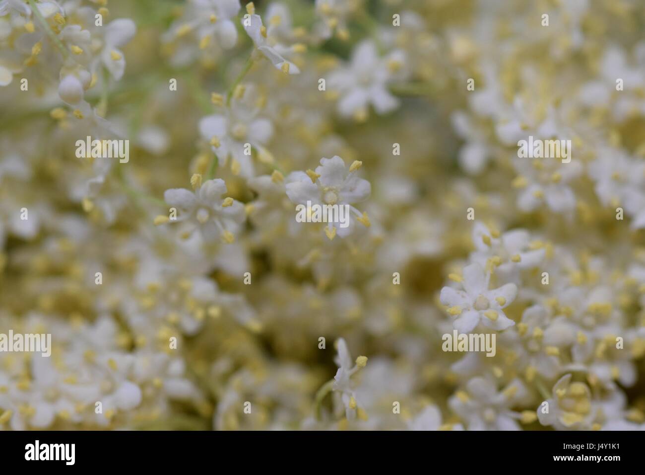 Macro inside look in the life of Sambucus flowers Stock Photo - Alamy