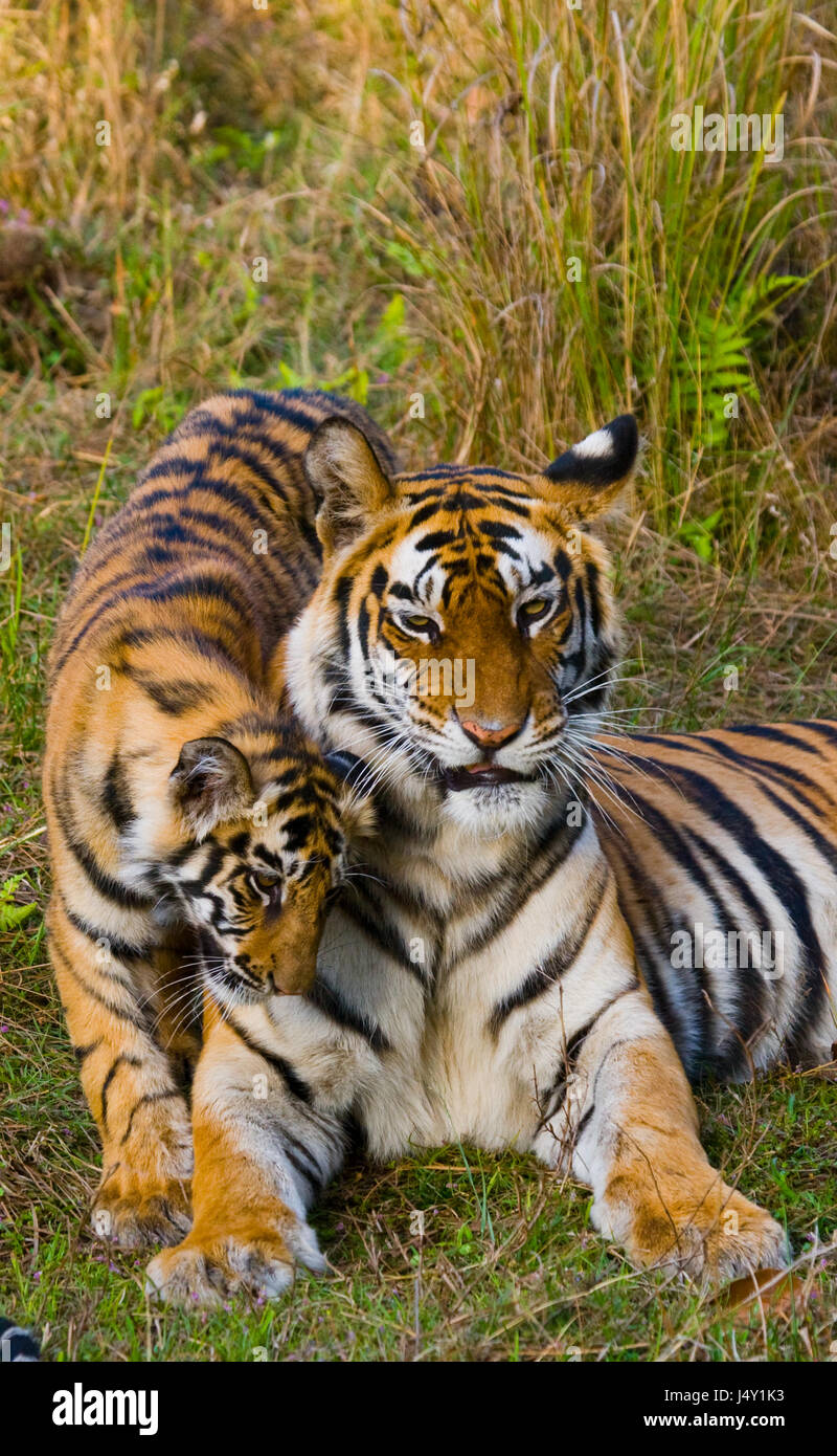 Mother and cub wild Bengal tiger in the grass. India. Bandhavgarh ...
