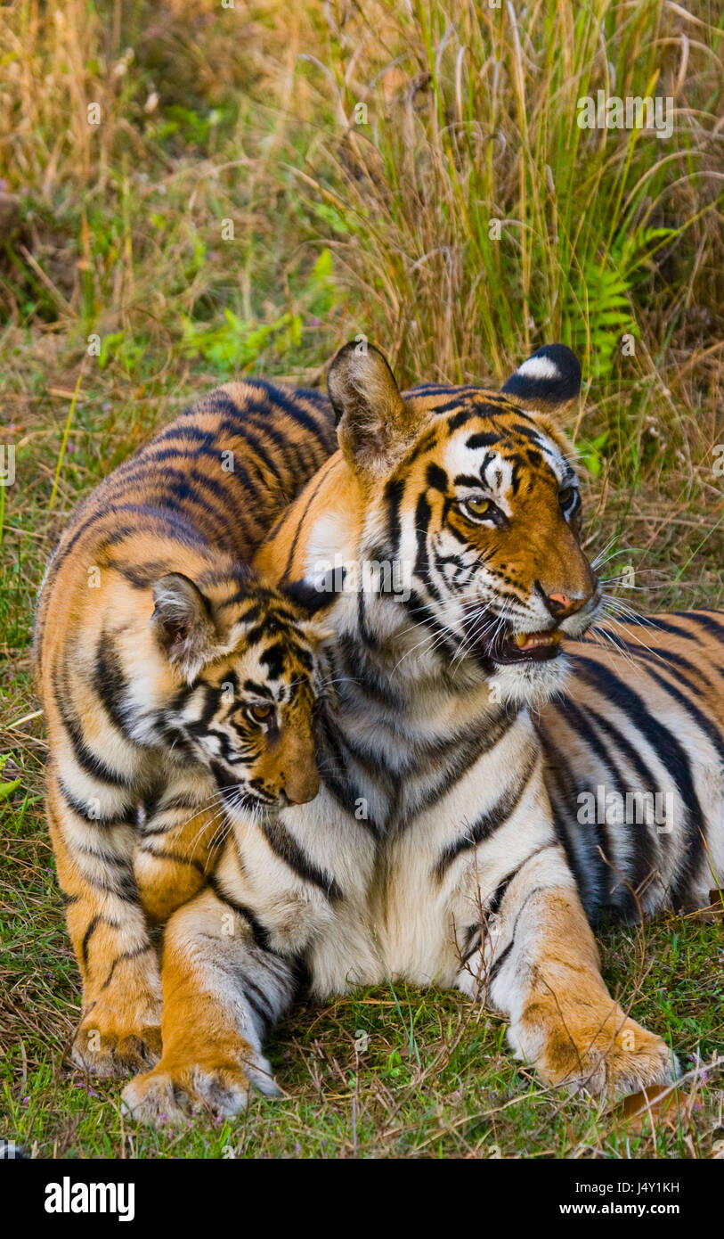 Mother and cub wild Bengal tiger in the grass. India. Bandhavgarh ...