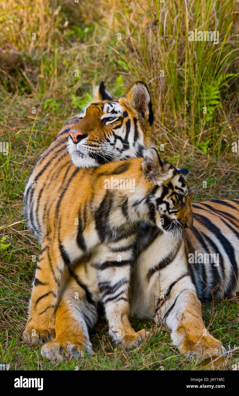 Mother and cub wild Bengal tiger in the grass. India. Bandhavgarh ...