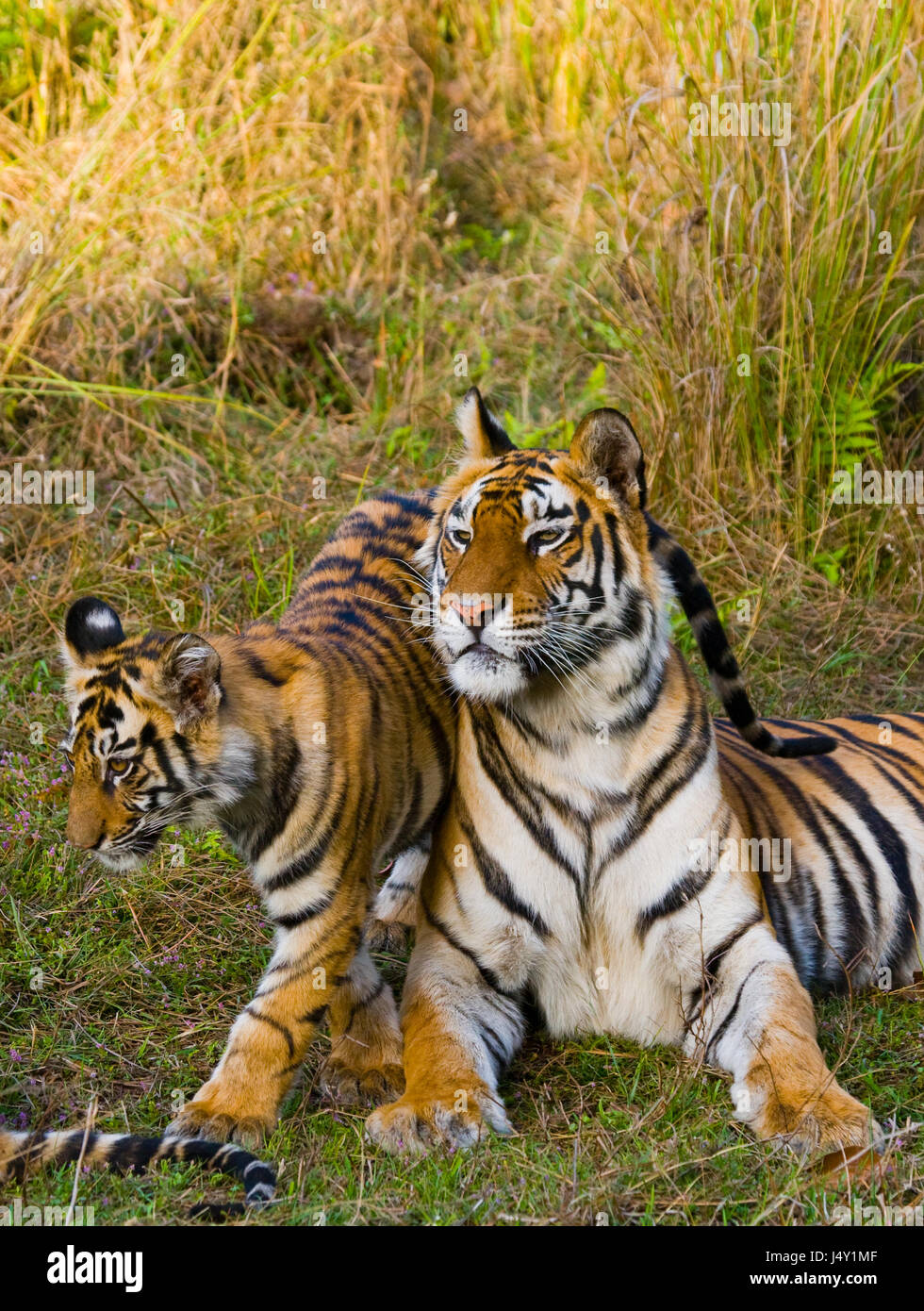 Mother and cub wild Bengal tiger in the grass. India. Bandhavgarh ...