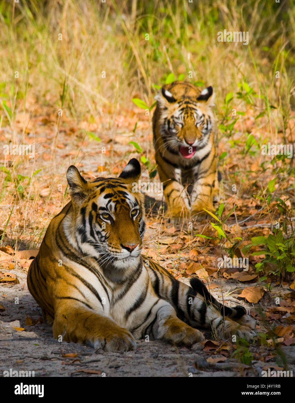 Two wild tiger in the jungle. India. Bandhavgarh National Park. Madhya ...