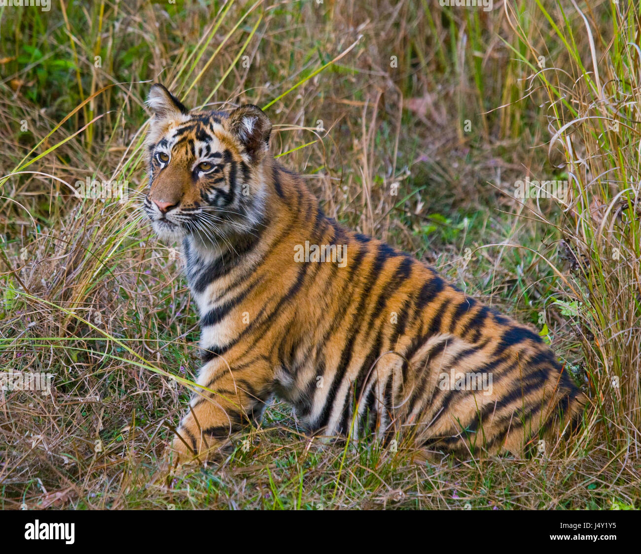 The cub wild tiger lying on the grass. India. Bandhavgarh National Park ...