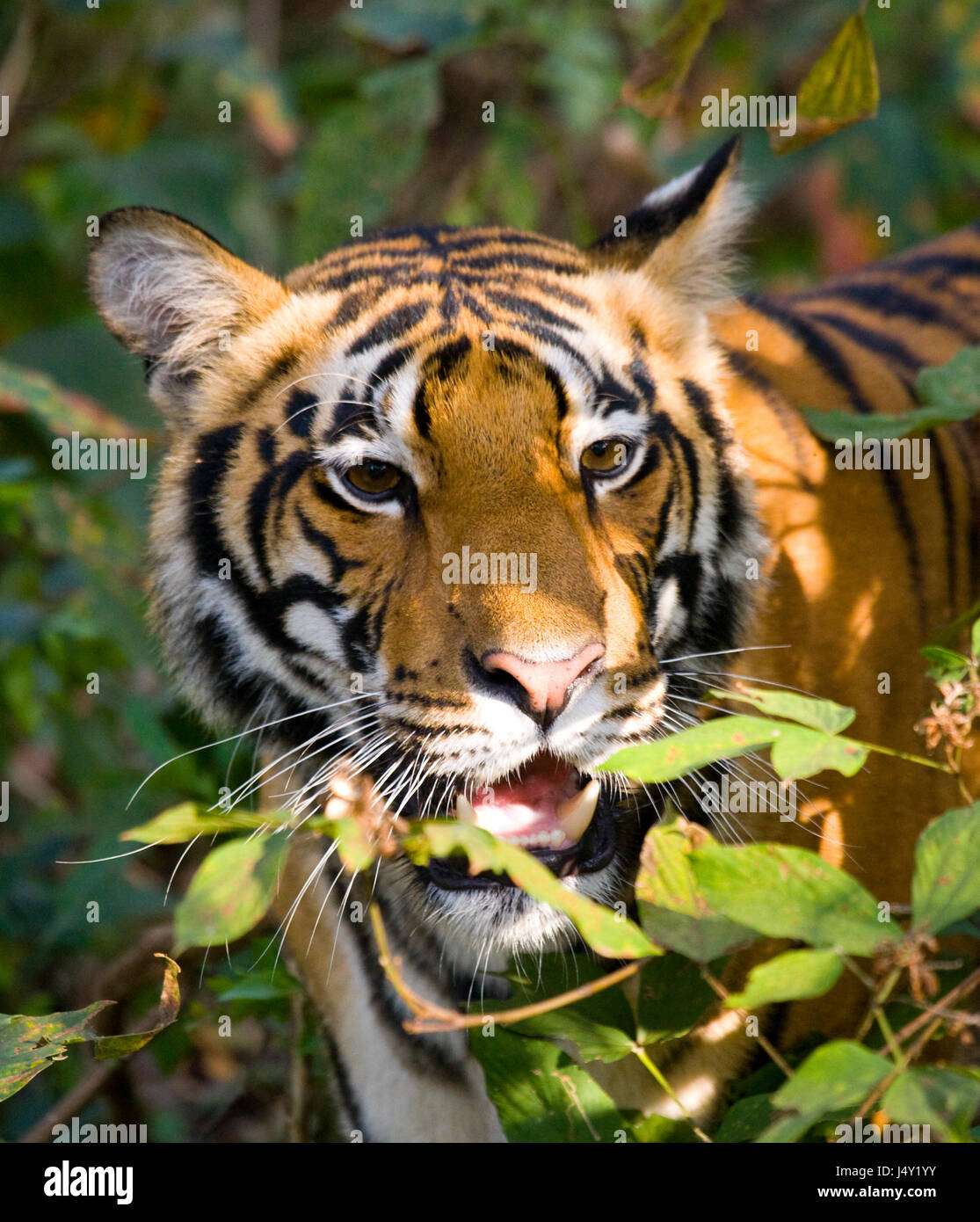 Wild Bengal tiger looks out from the bushes in the jungle. India ...