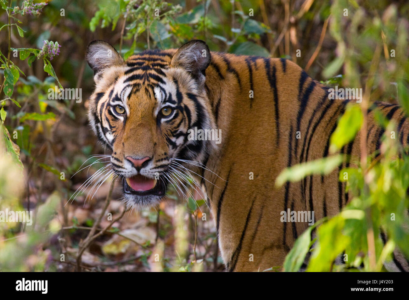 Wild Bengal tiger looks out from the bushes in the jungle. India ...