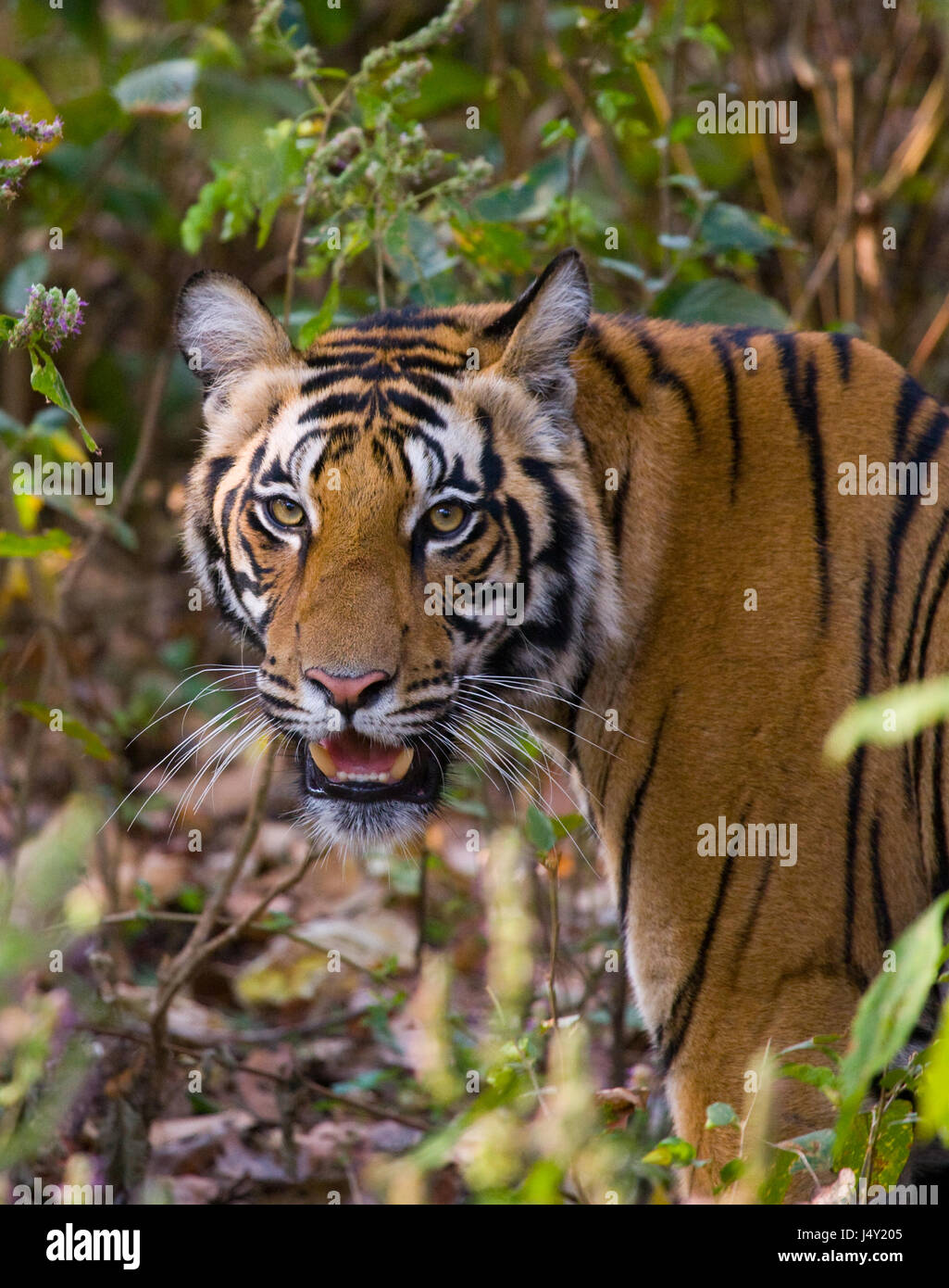 Wild Bengal tiger looks out from the bushes in the jungle. India ...