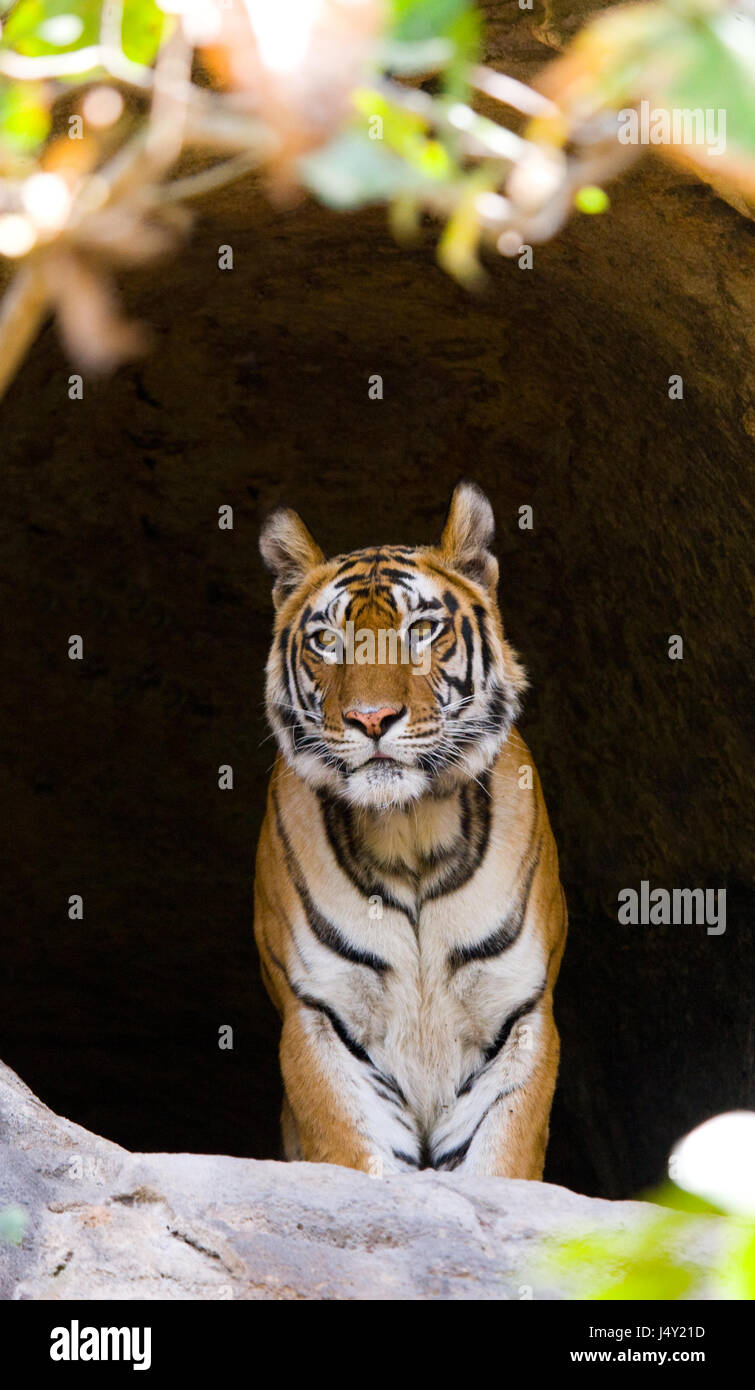 Wild Bengal Tiger in the cave. India. Bandhavgarh National Park. Madhya ...