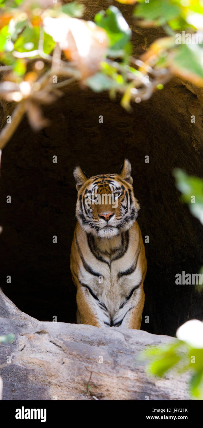 Wild Bengal Tiger in the cave. India. Bandhavgarh National Park. Madhya ...
