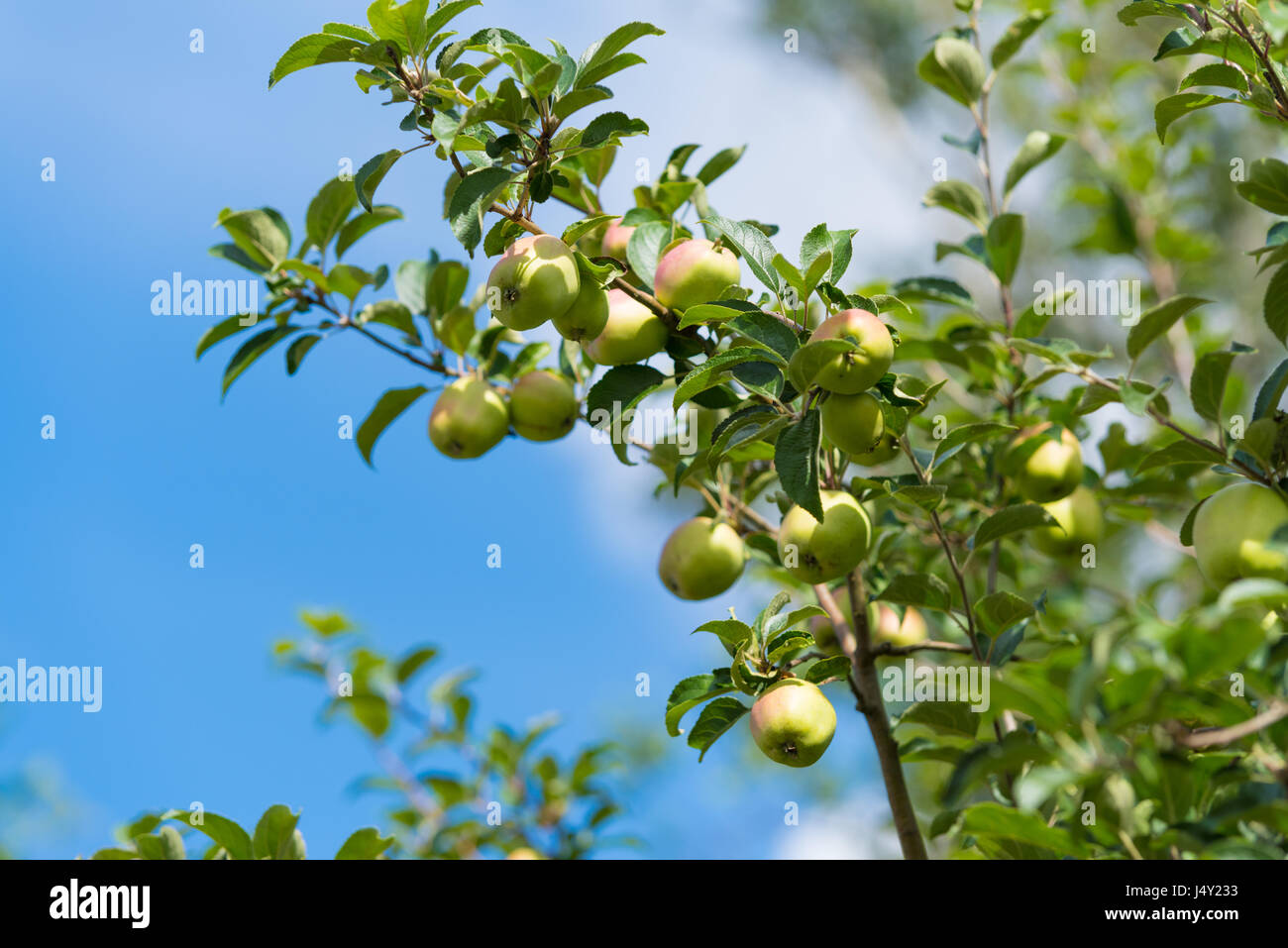 small green apples on a tree branch Stock Photo - Alamy