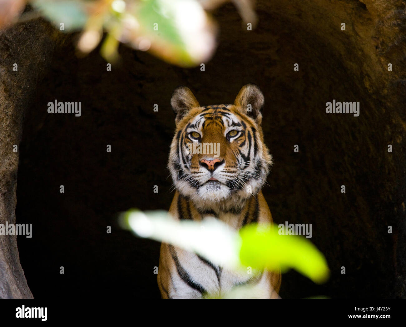 Wild Bengal Tiger in the cave. India. Bandhavgarh National Park. Madhya ...