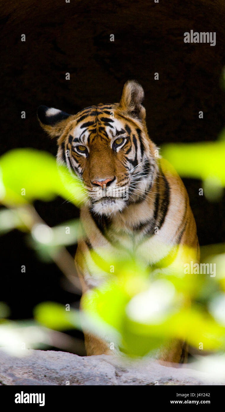 Wild Bengal Tiger in the cave. India. Bandhavgarh National Park. Madhya ...