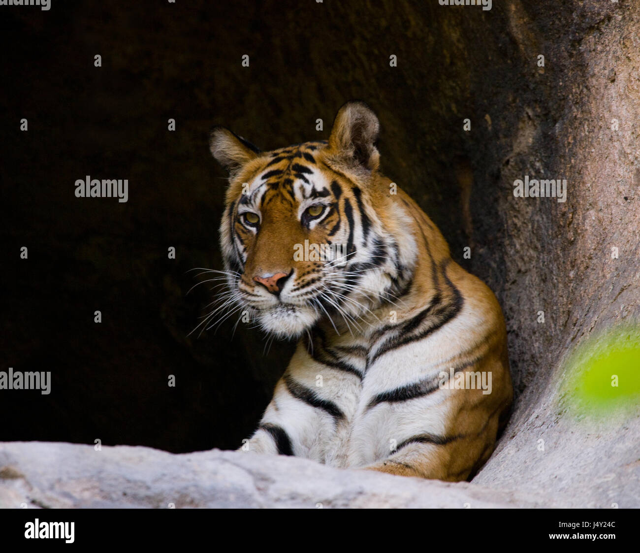 Wild Bengal Tiger in the cave. India. Bandhavgarh National Park. Madhya ...