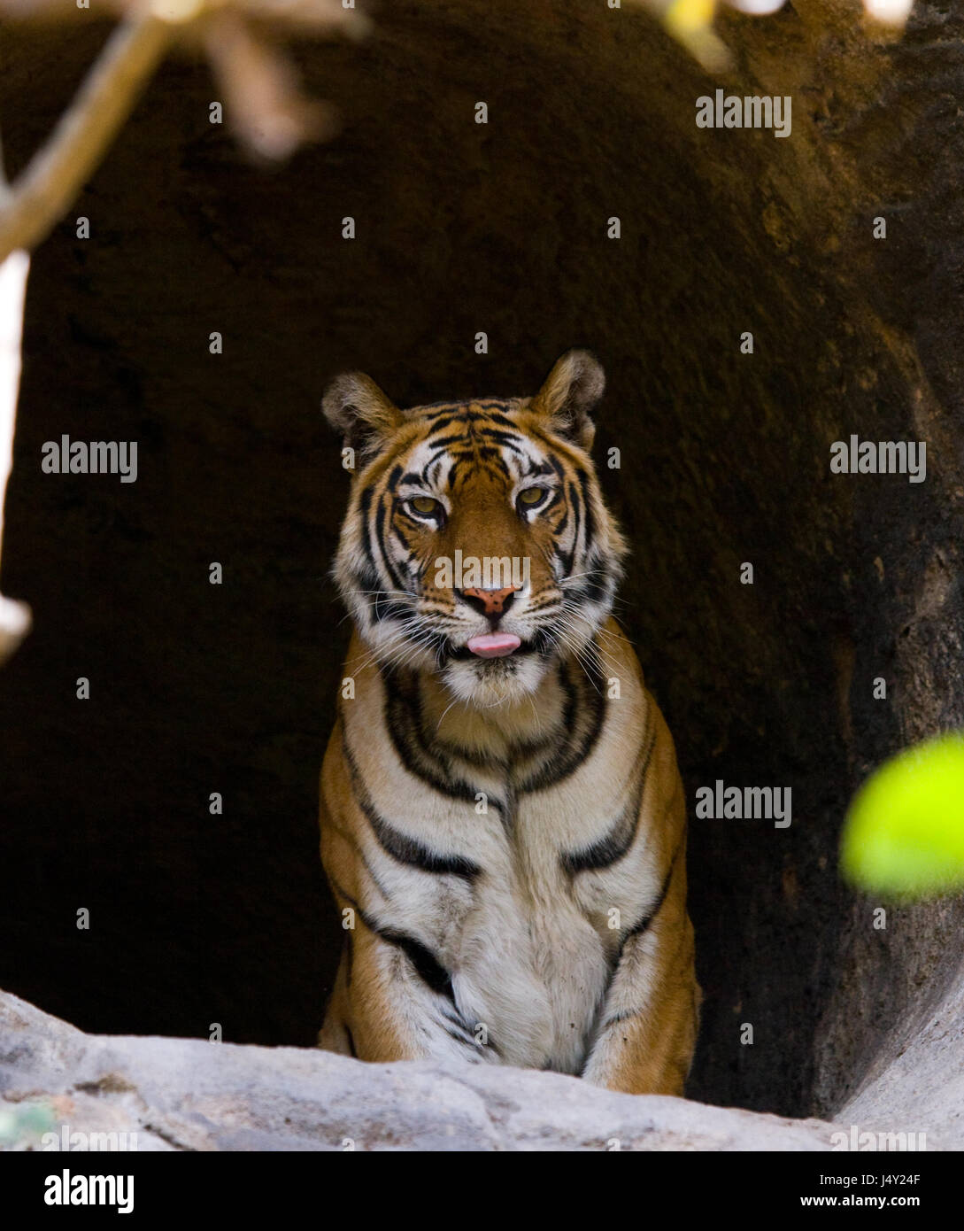 Wild Bengal Tiger in the cave. India. Bandhavgarh National Park. Madhya ...