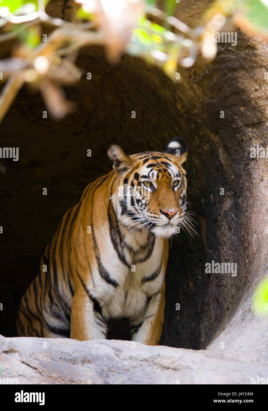 Wild Bengal Tiger in the cave. India. Bandhavgarh National Park. Madhya ...